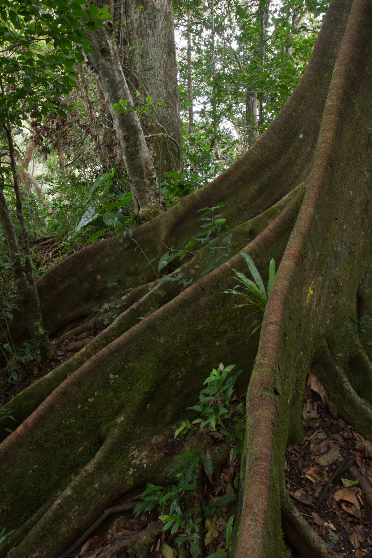 La trace des Monts Caraïbes – Voyage Hors Saison