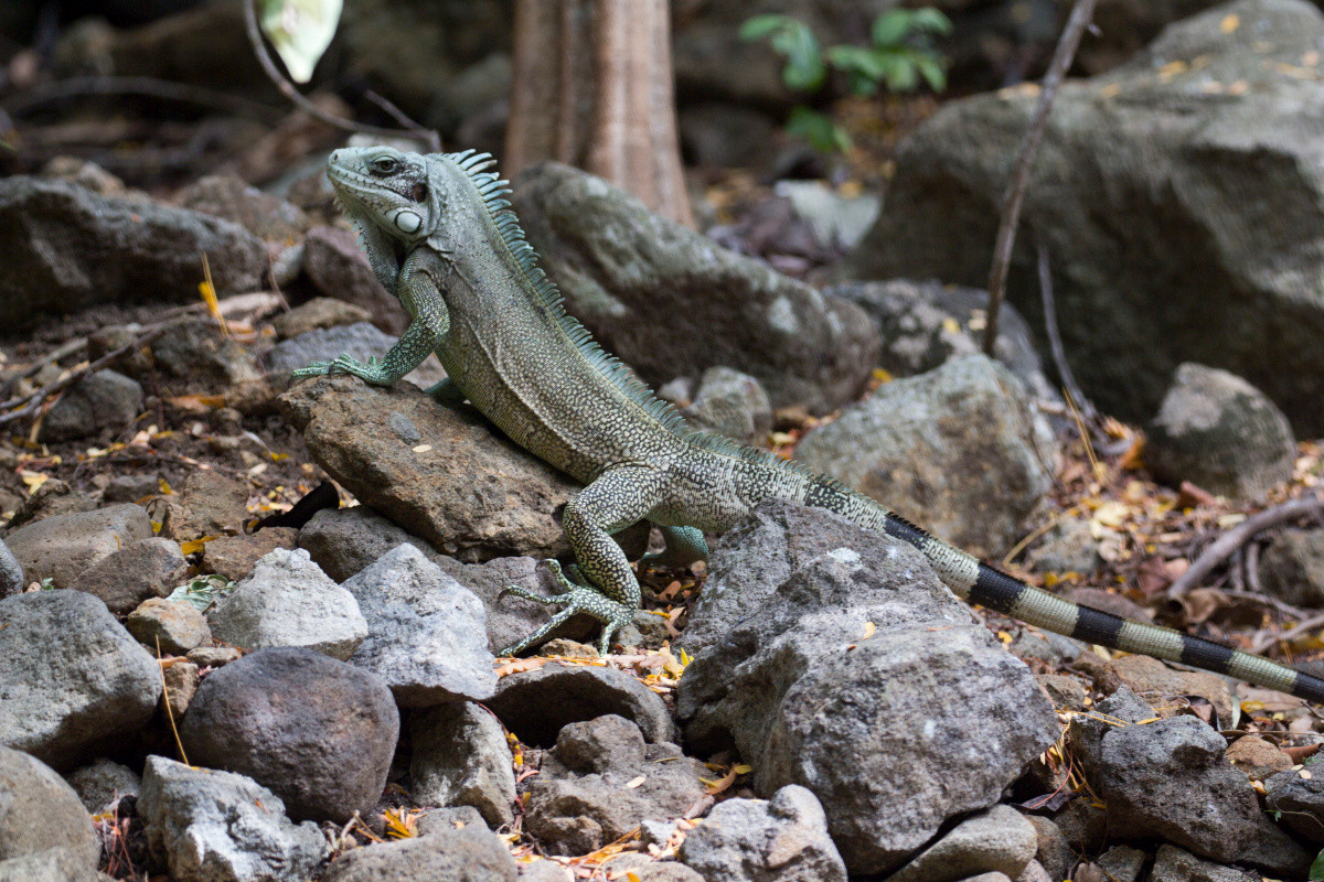 Des iguanes dans la Petite Anse à Pointe-Noire – Voyage Hors Saison