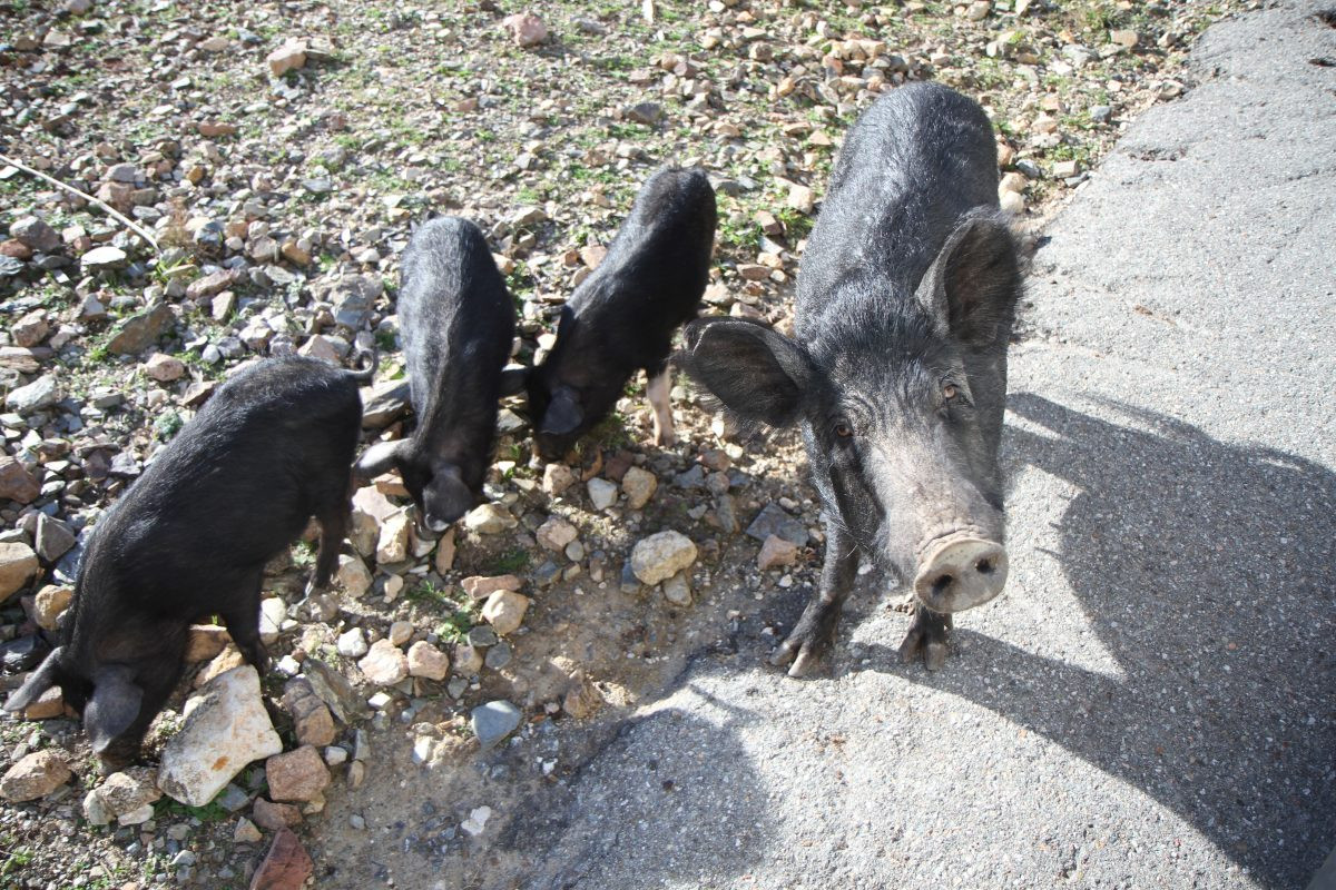 Les cochons sauvages de l’Altopiano del Golgo – Voyage Hors Saison