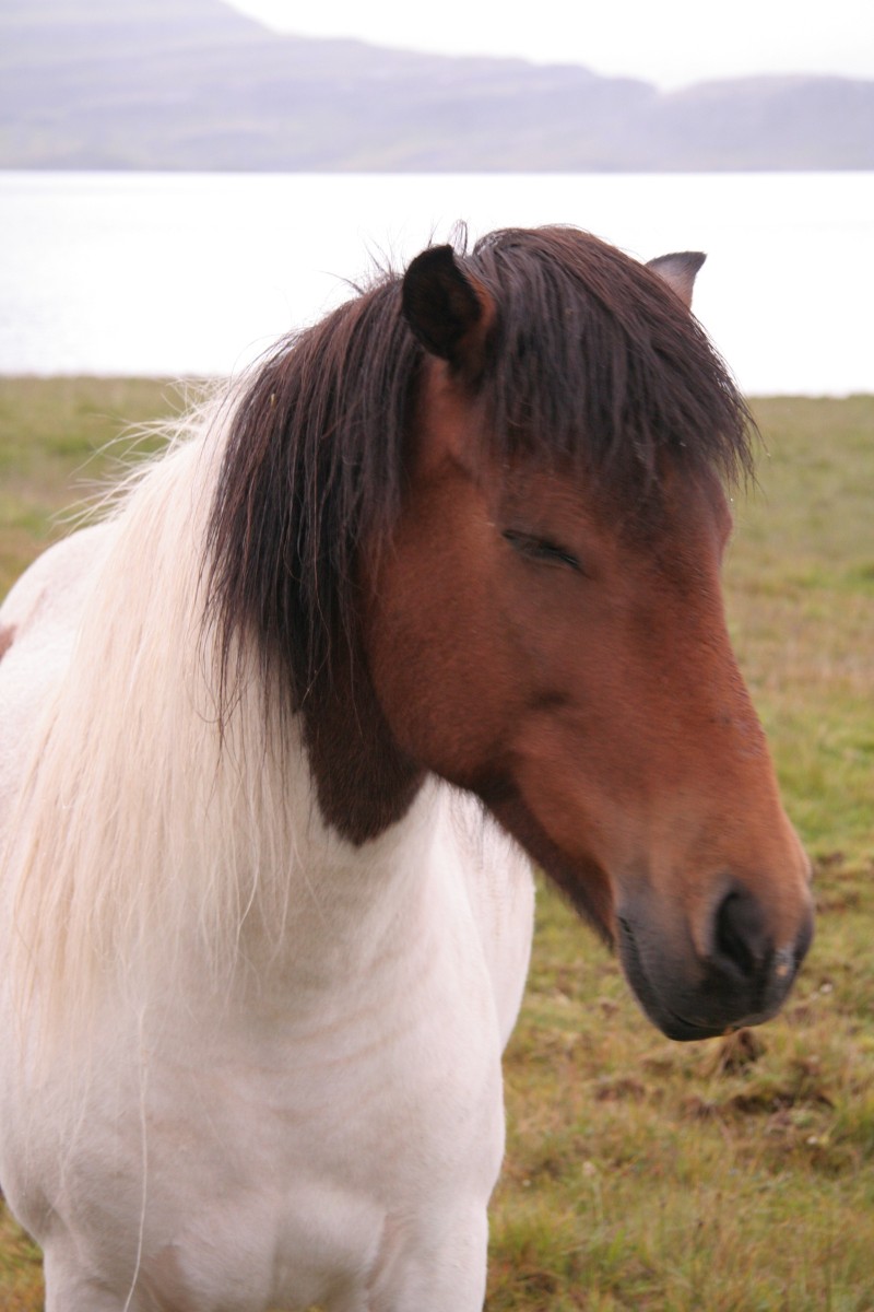 Le tour du Cap Vattarnes est notre dernière excursion en Islande ...