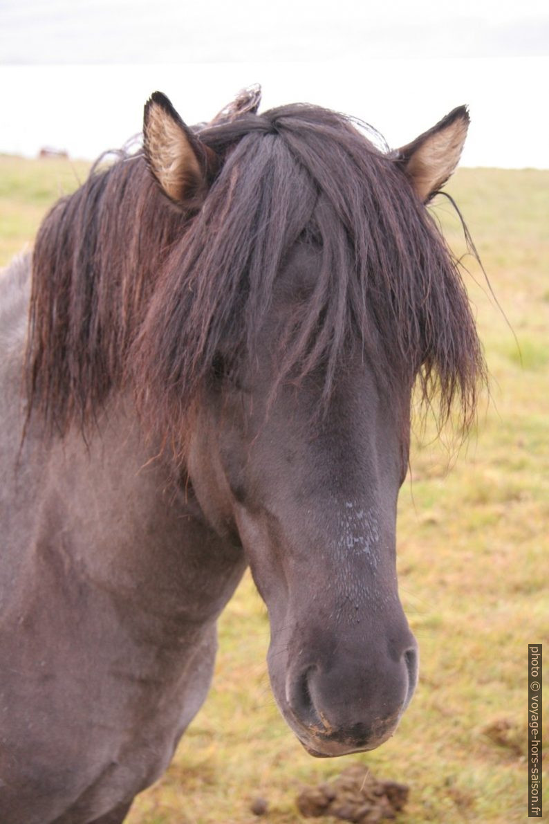 Le tour du Cap Vattarnes est notre dernière excursion en Islande ...