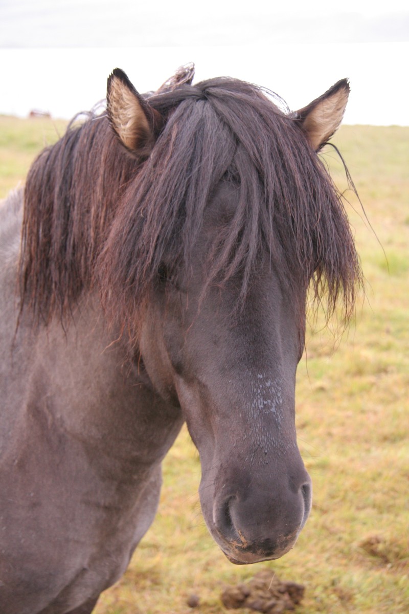 Le tour du Cap Vattarnes est notre dernière excursion en Islande ...