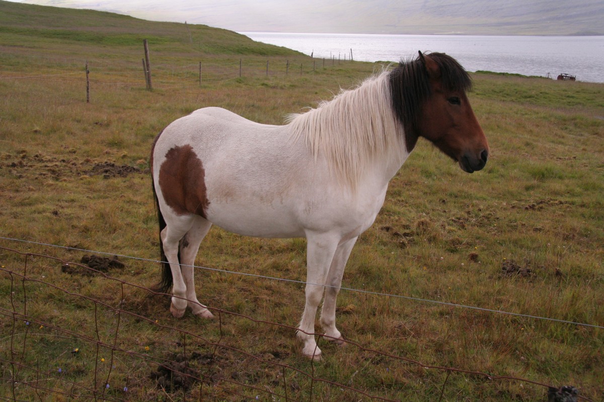 Le tour du Cap Vattarnes est notre dernière excursion en Islande ...