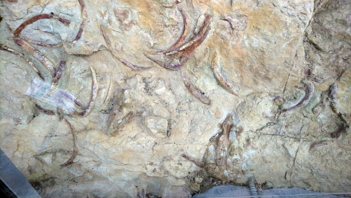 Du Col des Lèques vers les fossiles de siréniens et Serraje – Voyage ...